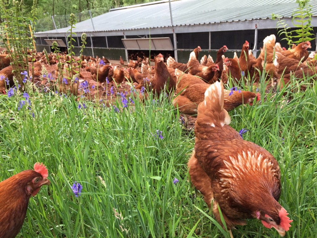 Free Range Egg Producers Archives - Nith Valley Eggs